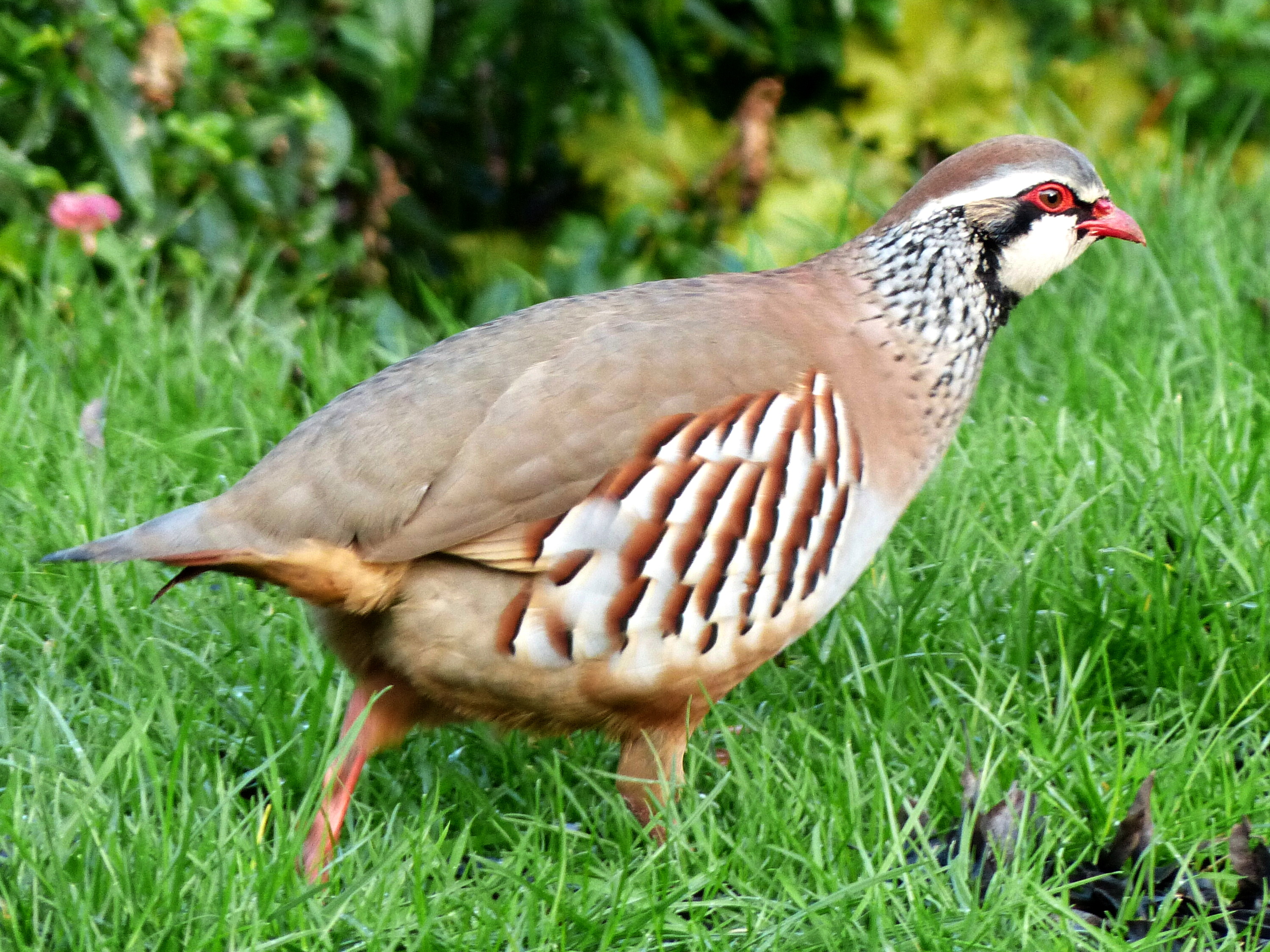 Red-legged Partridge | CROSSING CULTURES, FINDING FREEDOM