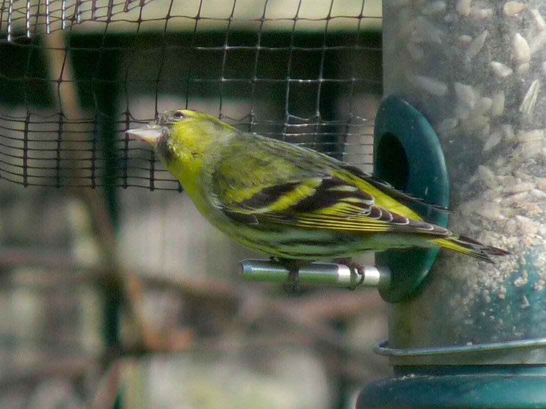 Siskin (male) | CROSSING CULTURES, FINDING FREEDOM